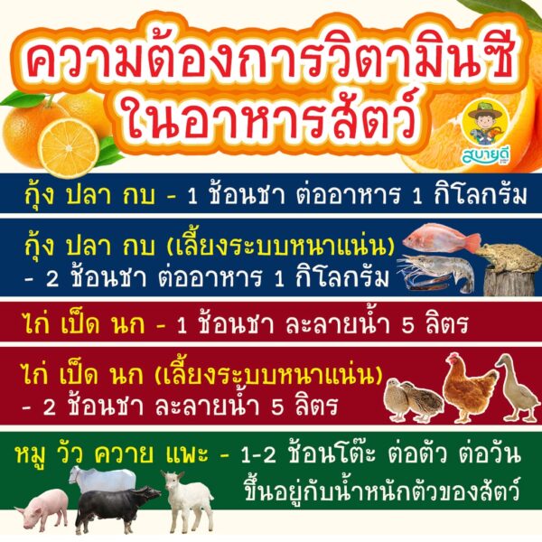 S3 วิตามินซีผงเข้มข้น | Sabaideesupplyco